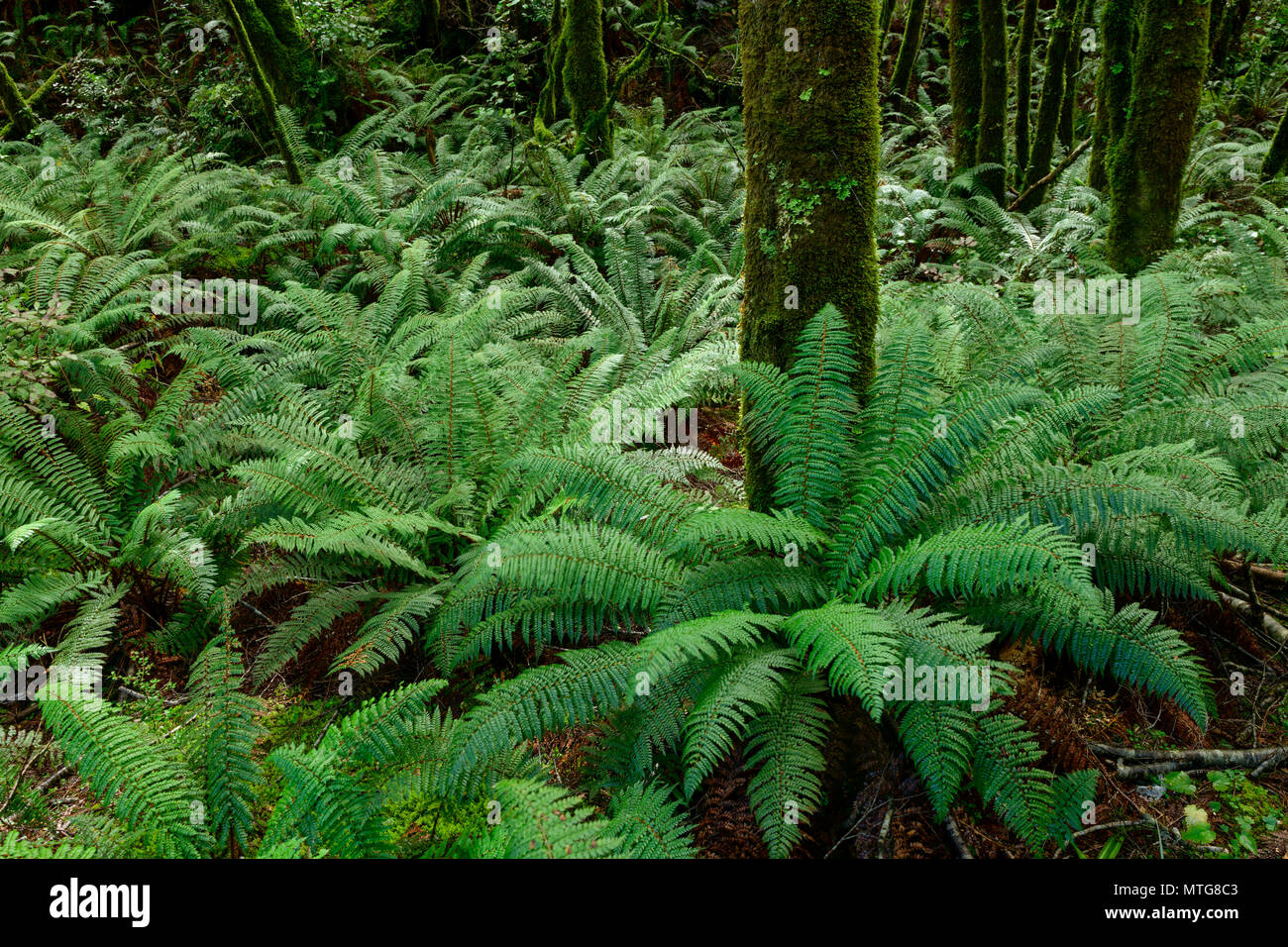 Oceania, New Zealand, Aotearoa, South Island, West Coast, temperate ...