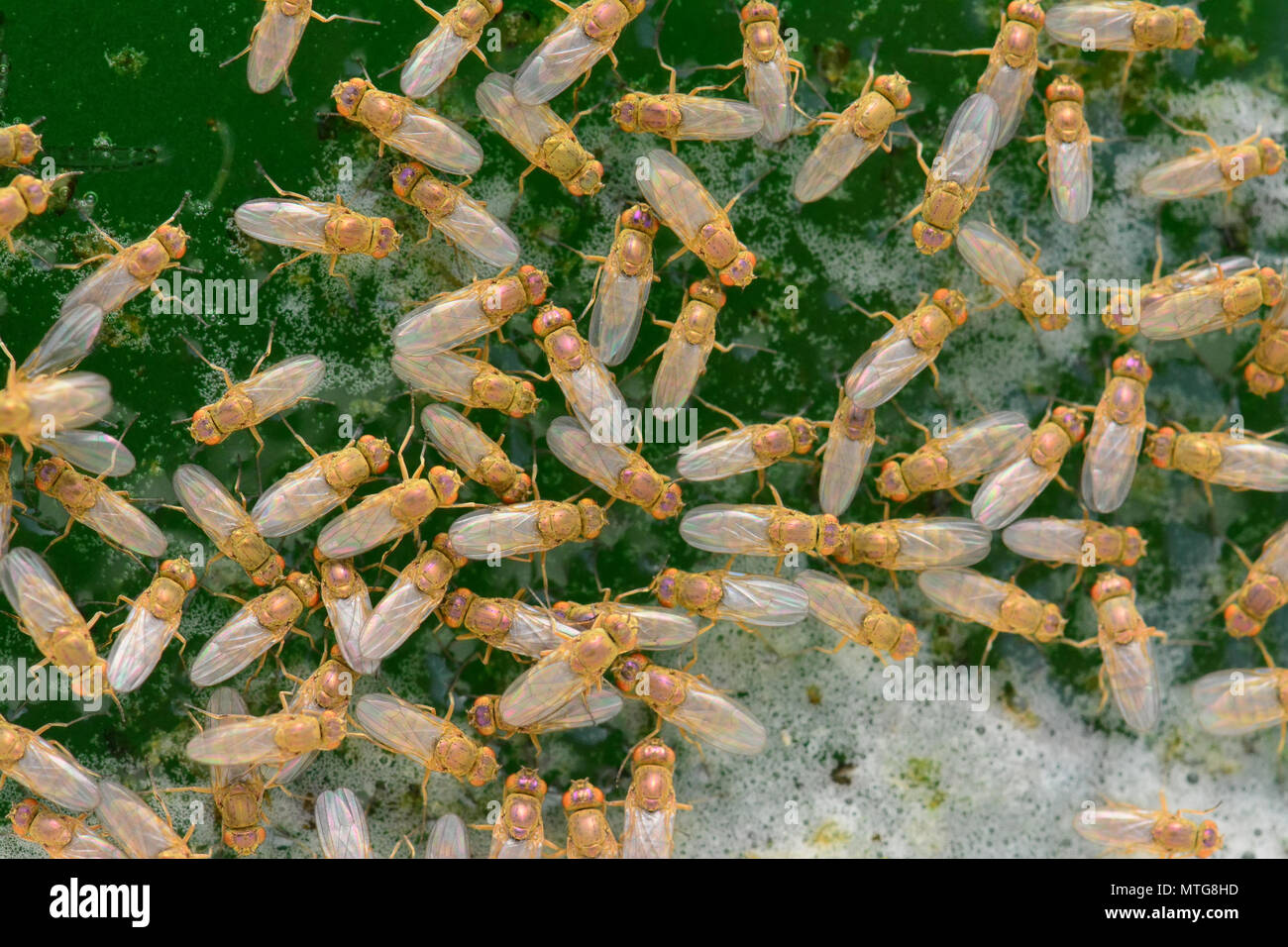 Insect legs on water hi-res stock photography and images - Alamy