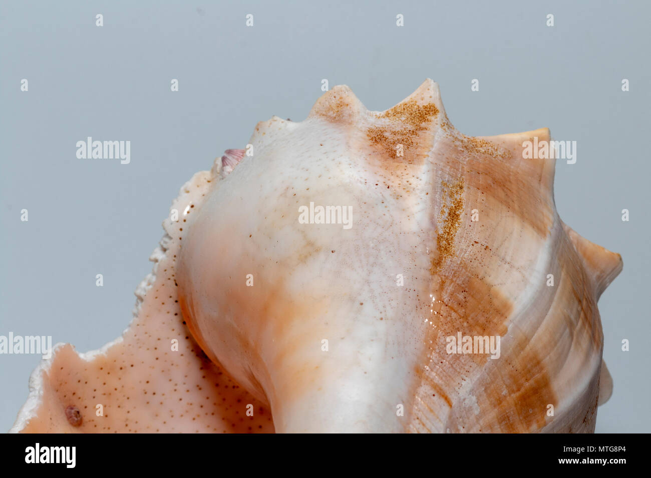 Dry gigantic sea shell. Soft surface inside, rough and textured on the ...