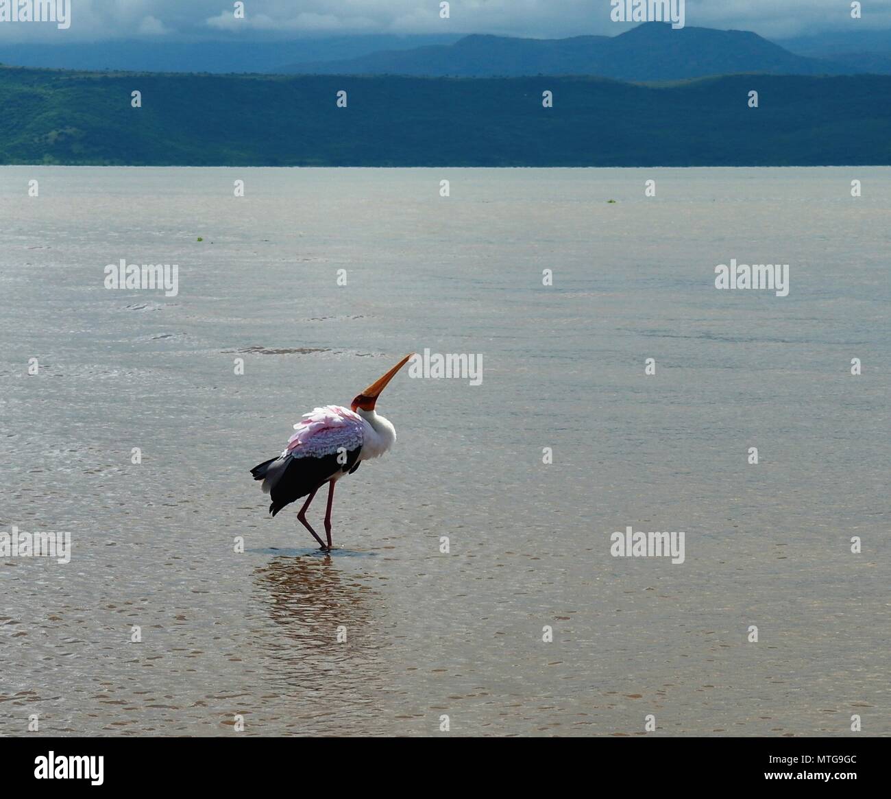 Fishing white stork in Nechisar National Park, Ethiopia Stock Photo - Alamy