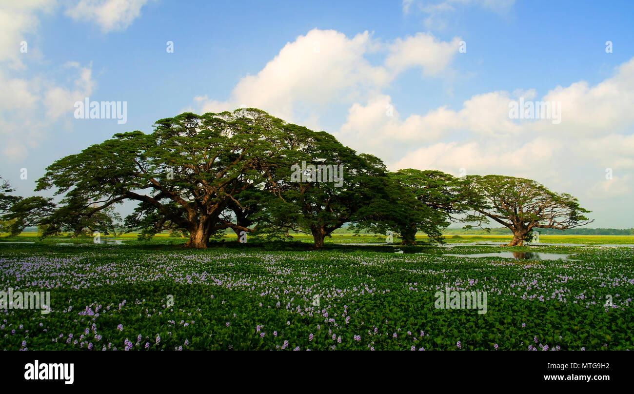 Landscape view to Tissa lake with the trees and lotus flowers at ...