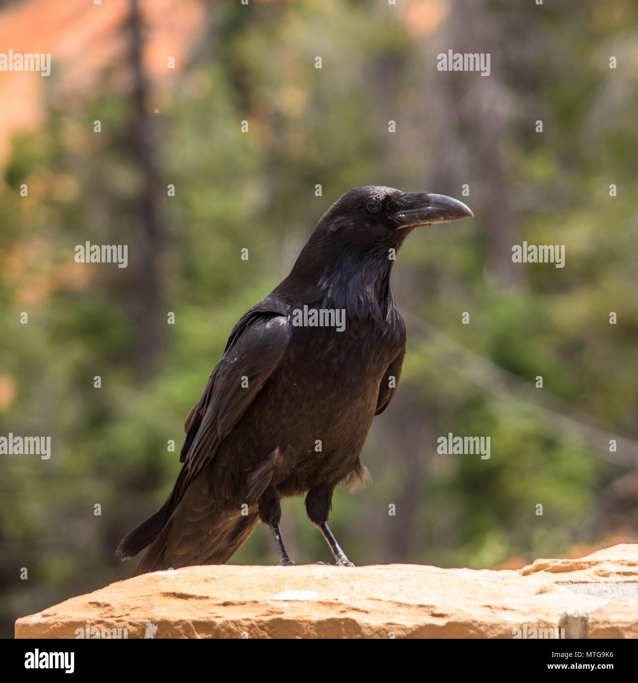 Raven right hi-res stock photography and images - Alamy
