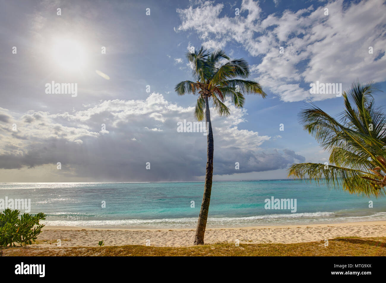 Palm tree in Le Morne Brabant, Mauritius Stock Photo - Alamy