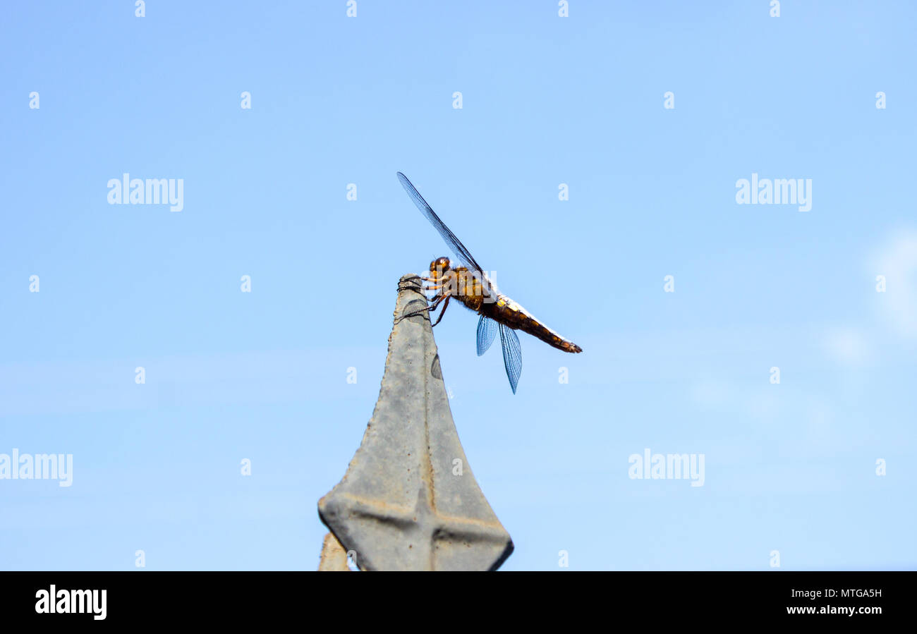 Blue eyes white dragon hi-res stock photography and images - Alamy