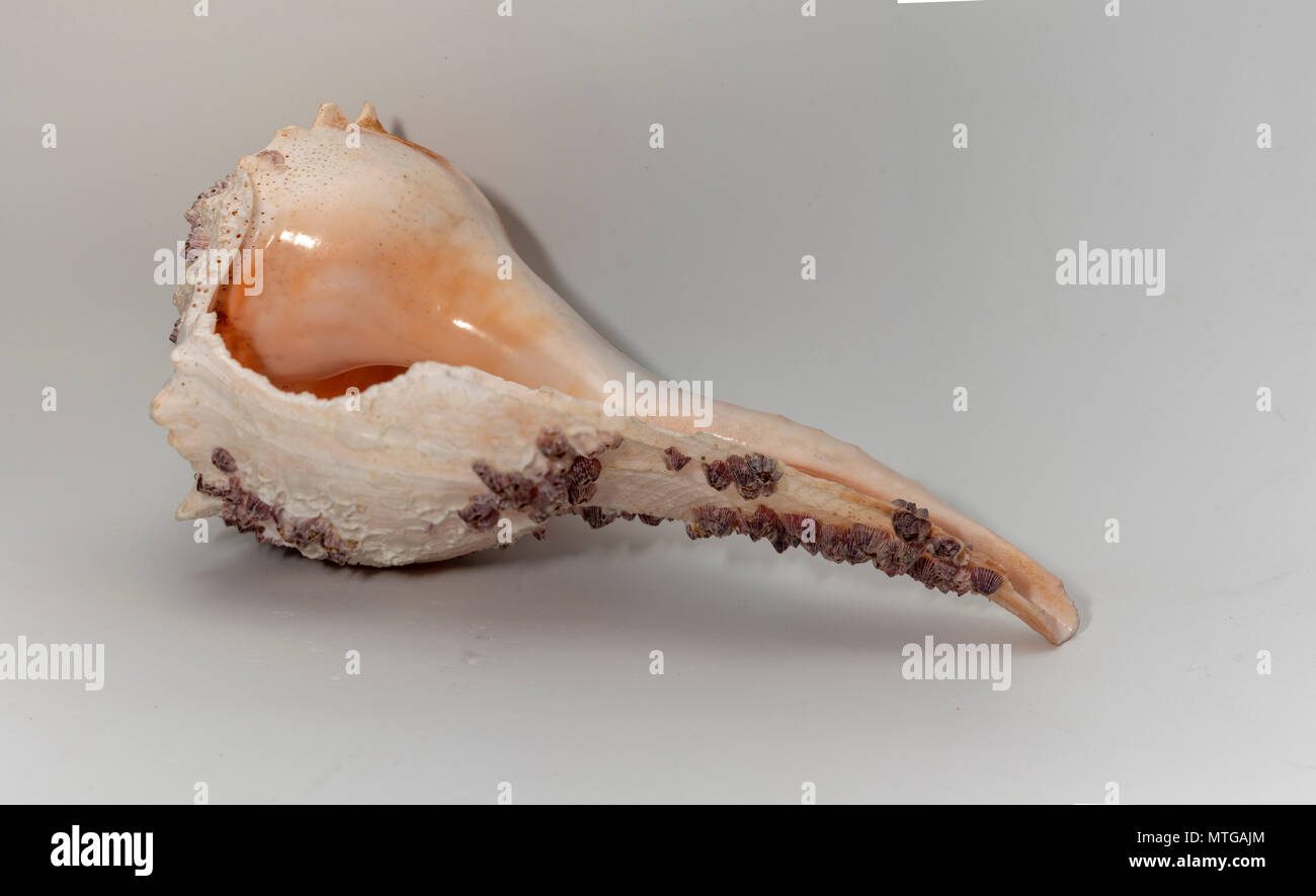 Dry gigantic sea shell. Soft surface inside, rough and textured on the ...