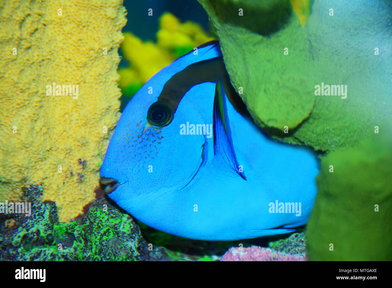 Paracanthurus hepatus,Tropical coral reef Stock Photo - Alamy