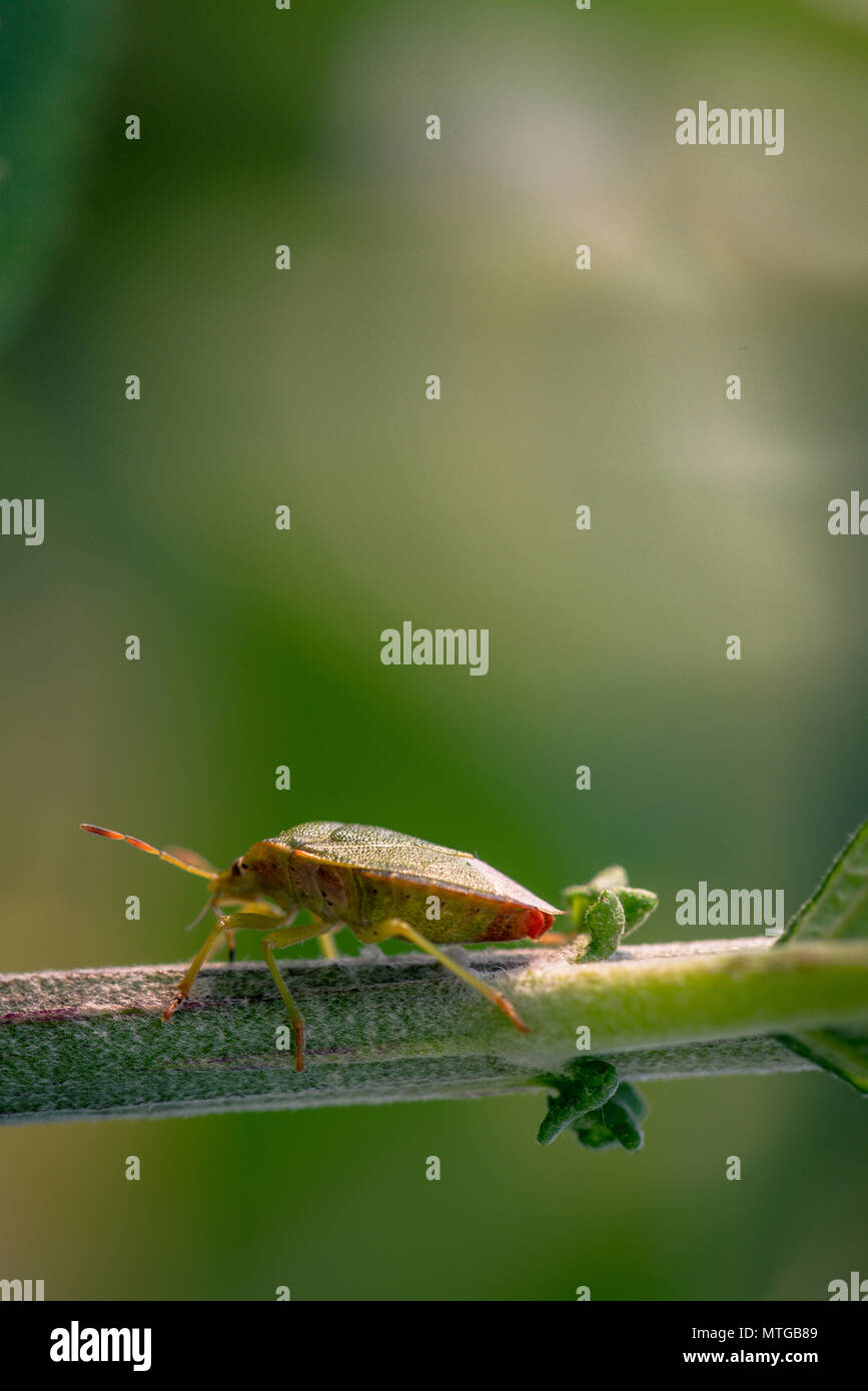 Insect Settling Down Stock Photo - Alamy