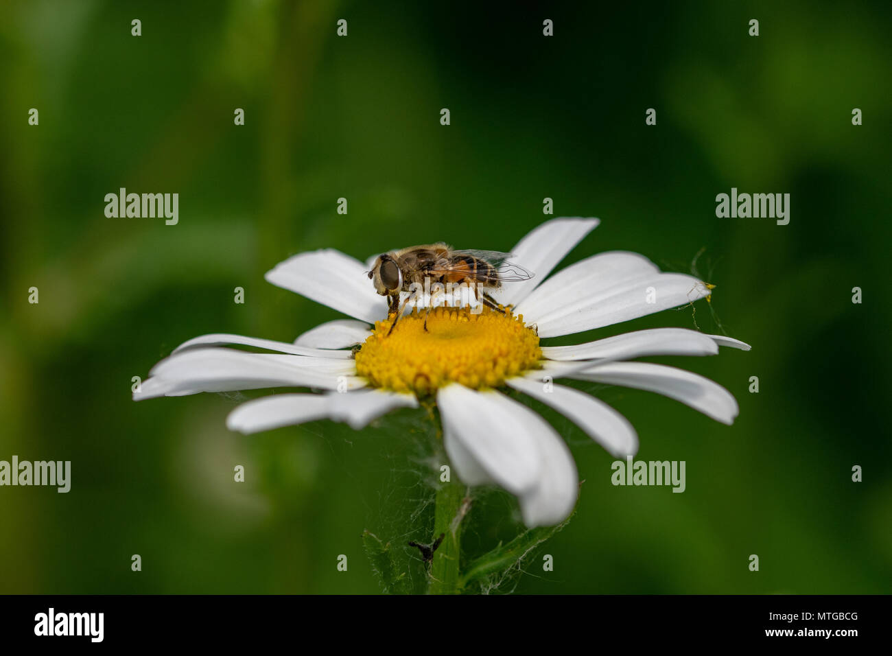 Bee mimic insect collecting pollen from a daisy flower Stock Photo - Alamy