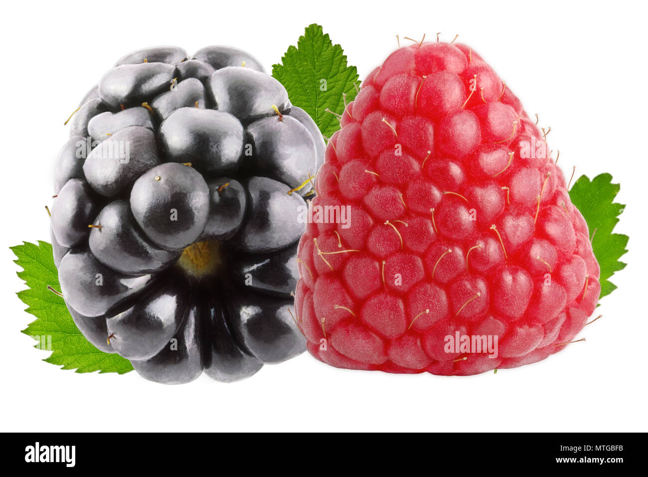 Isolated berries. One raspberry and one blackberry fruits with leaves ...