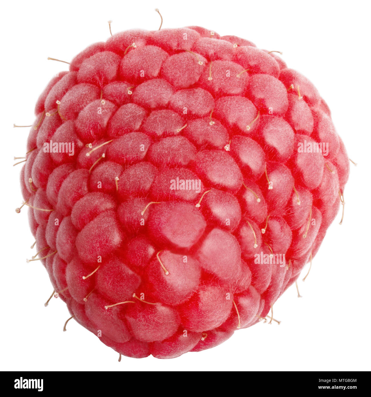 Isolated berries. One whole raspberry isolated on white background with ...