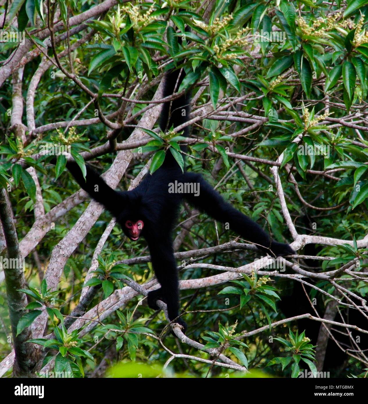 Spider monkey male swinging on the tree branch at Kanuku Mountains ...