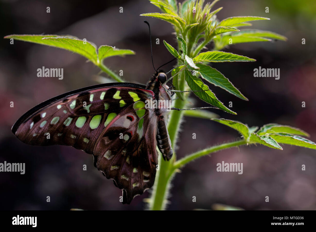Butterfly in the garden Stock Photo - Alamy