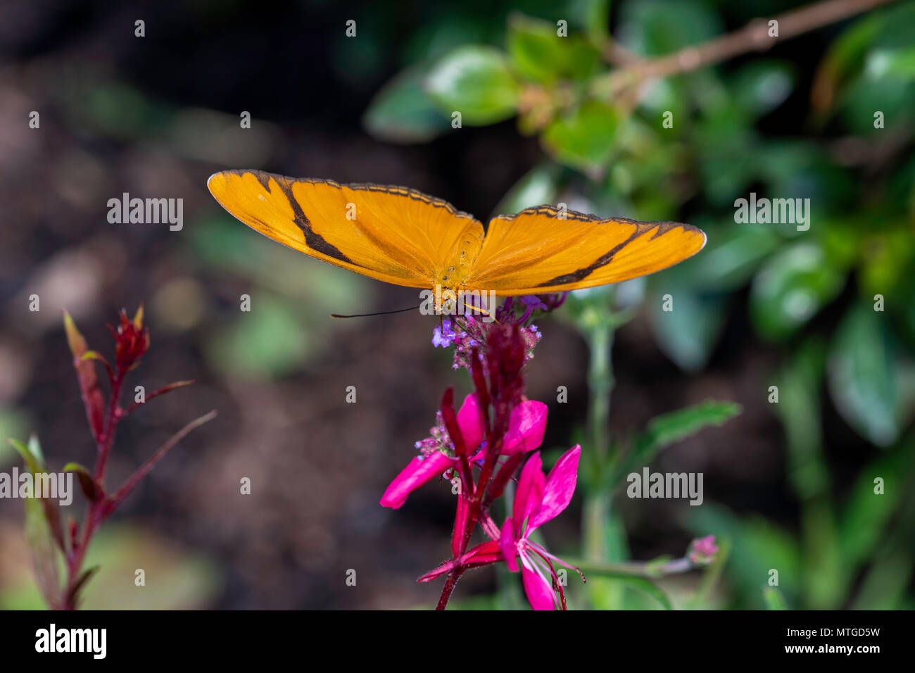 Butterfly in the garden Stock Photo - Alamy
