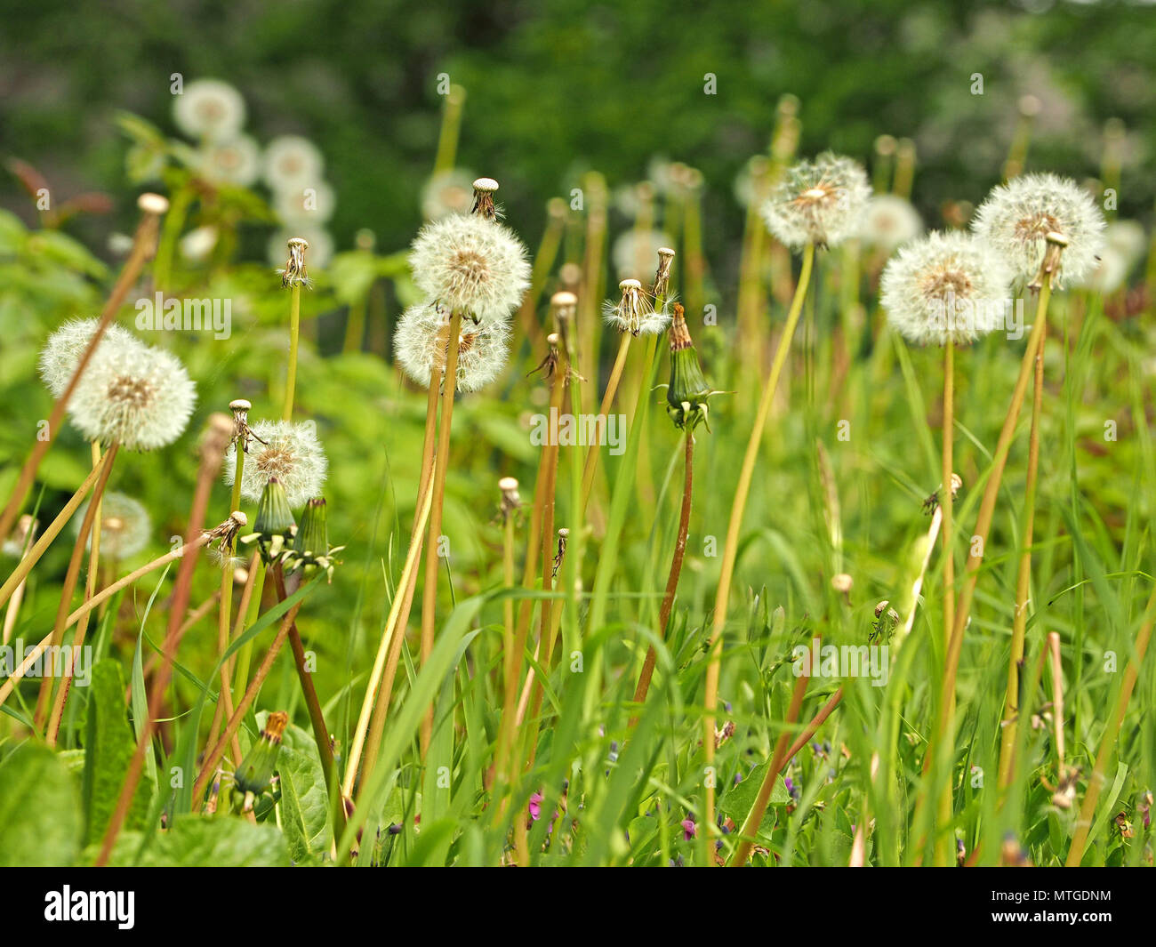 sea of dandelion clocks, seedheads of dandelion (Taraxacum officinale ...