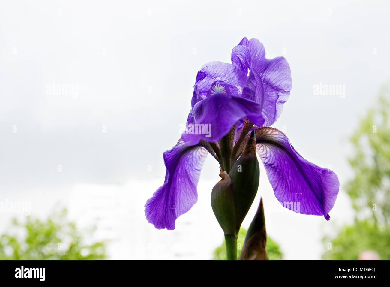 Macro photography purple iris, purple iris background Stock Photo - Alamy