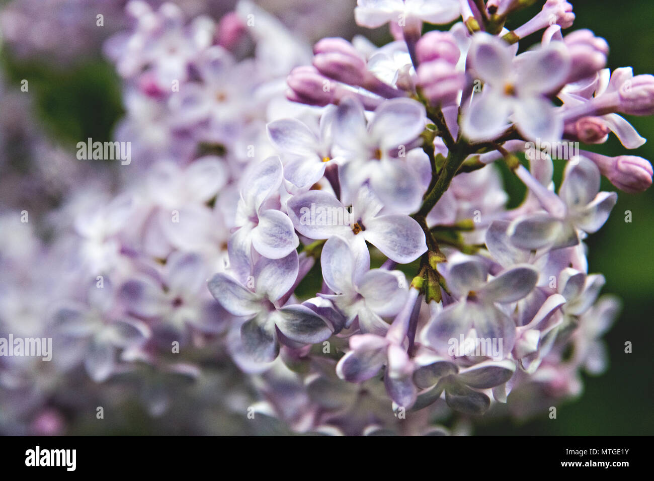 Syringa Vulgaris Drawing High Resolution Stock Photography and Images ...