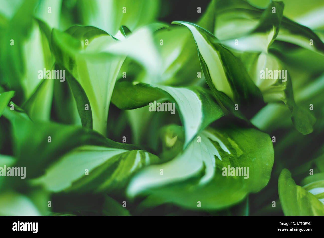 Hosta Undulata Mediovariegata. close-up of bright green leaves Stock ...