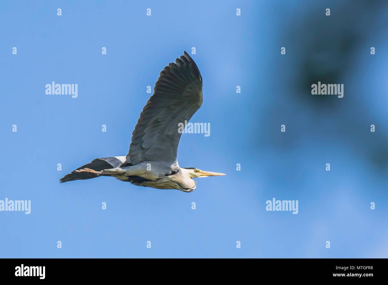 Large and stunning hi-res stock photography and images - Alamy