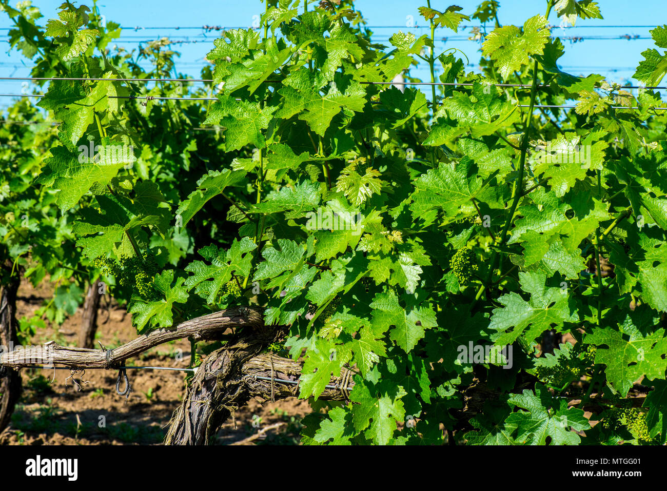 Simple graphic landscape of grape vines. Close-up Stock Photo - Alamy