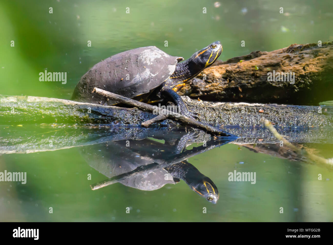 Red eared terrapin turtle sunbathing on wooden log in british lake ...
