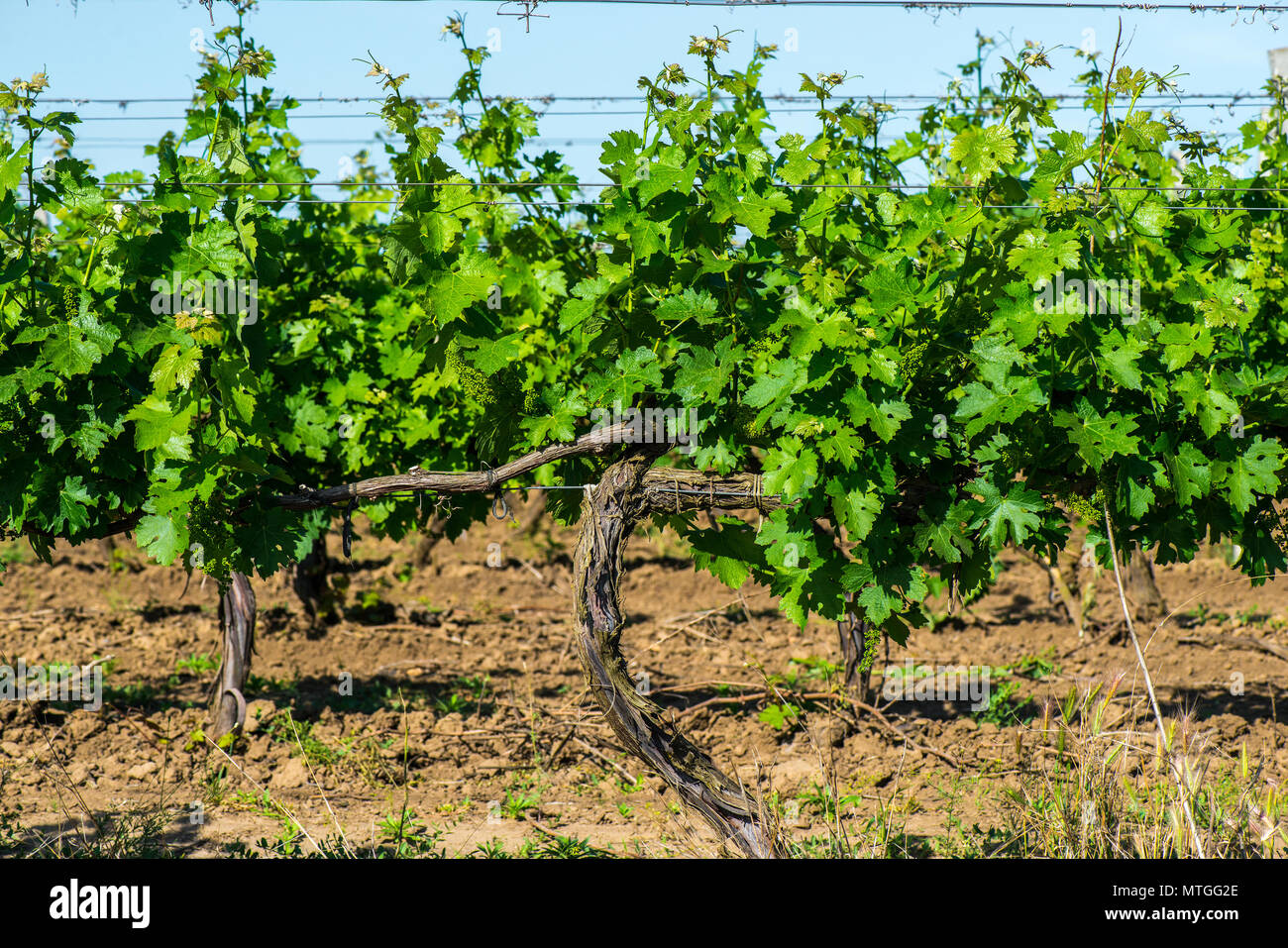 Simple graphic landscape of grape vines. Close-up Stock Photo - Alamy