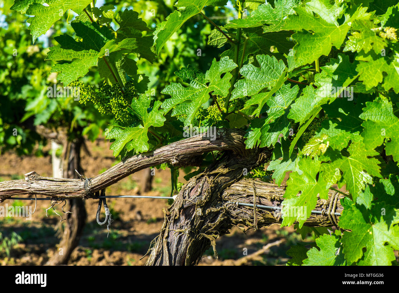 Grape view hi-res stock photography and images - Alamy