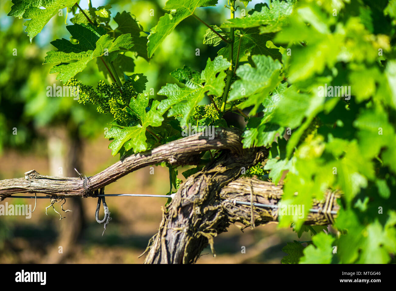 Vine fields aerial hi-res stock photography and images - Alamy