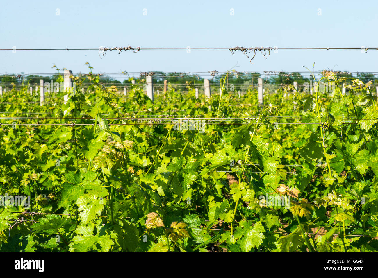 Vine fields aerial hi-res stock photography and images - Alamy