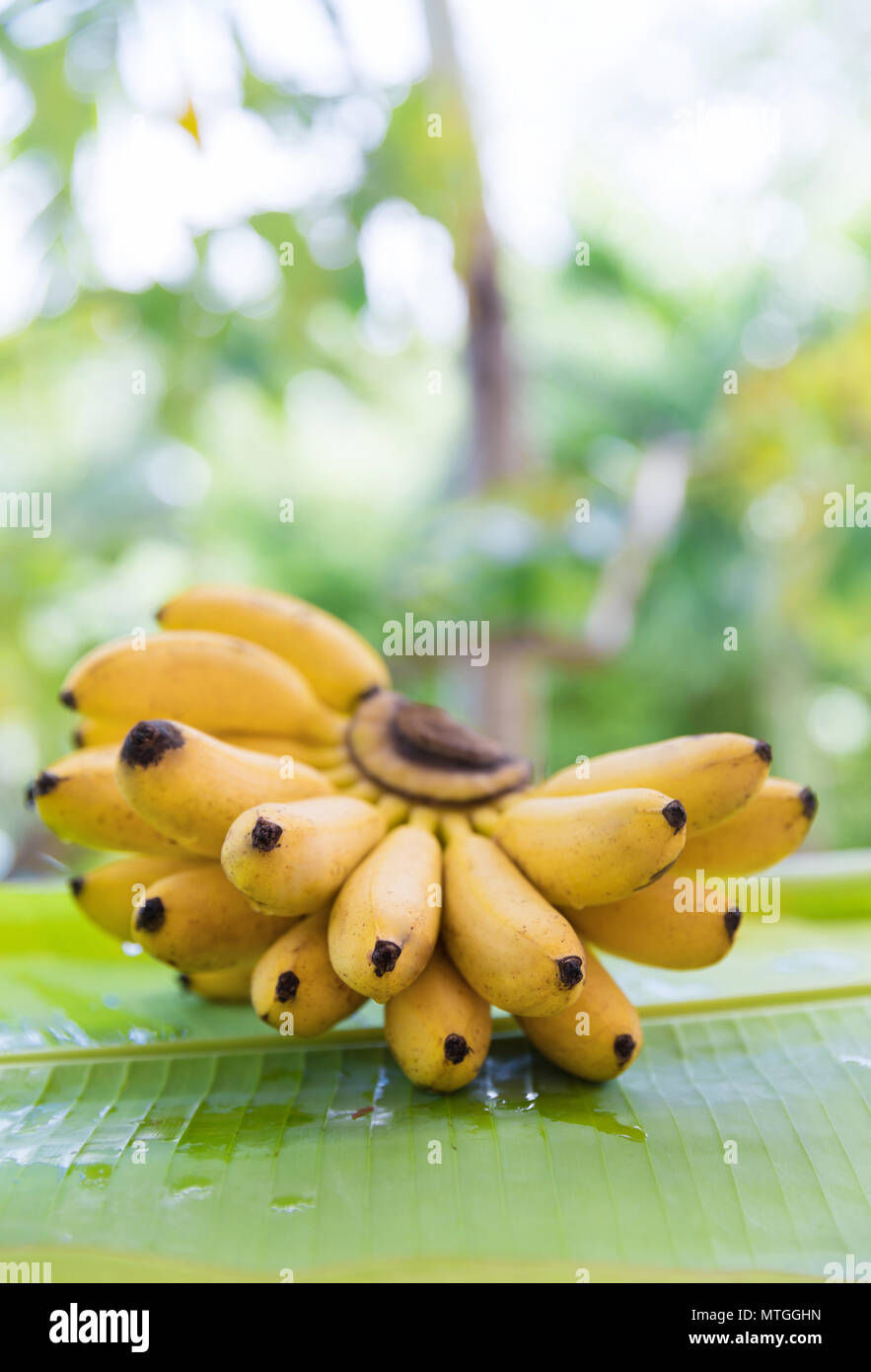 Bunch of bananas on leaf outdoors tropical exotic Stock Photo - Alamy