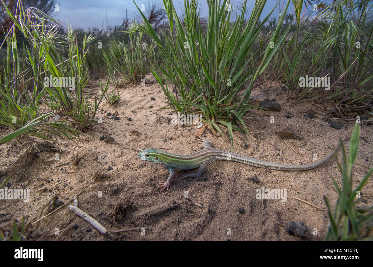 Blue whiptail lizard hi-res stock photography and images - Alamy