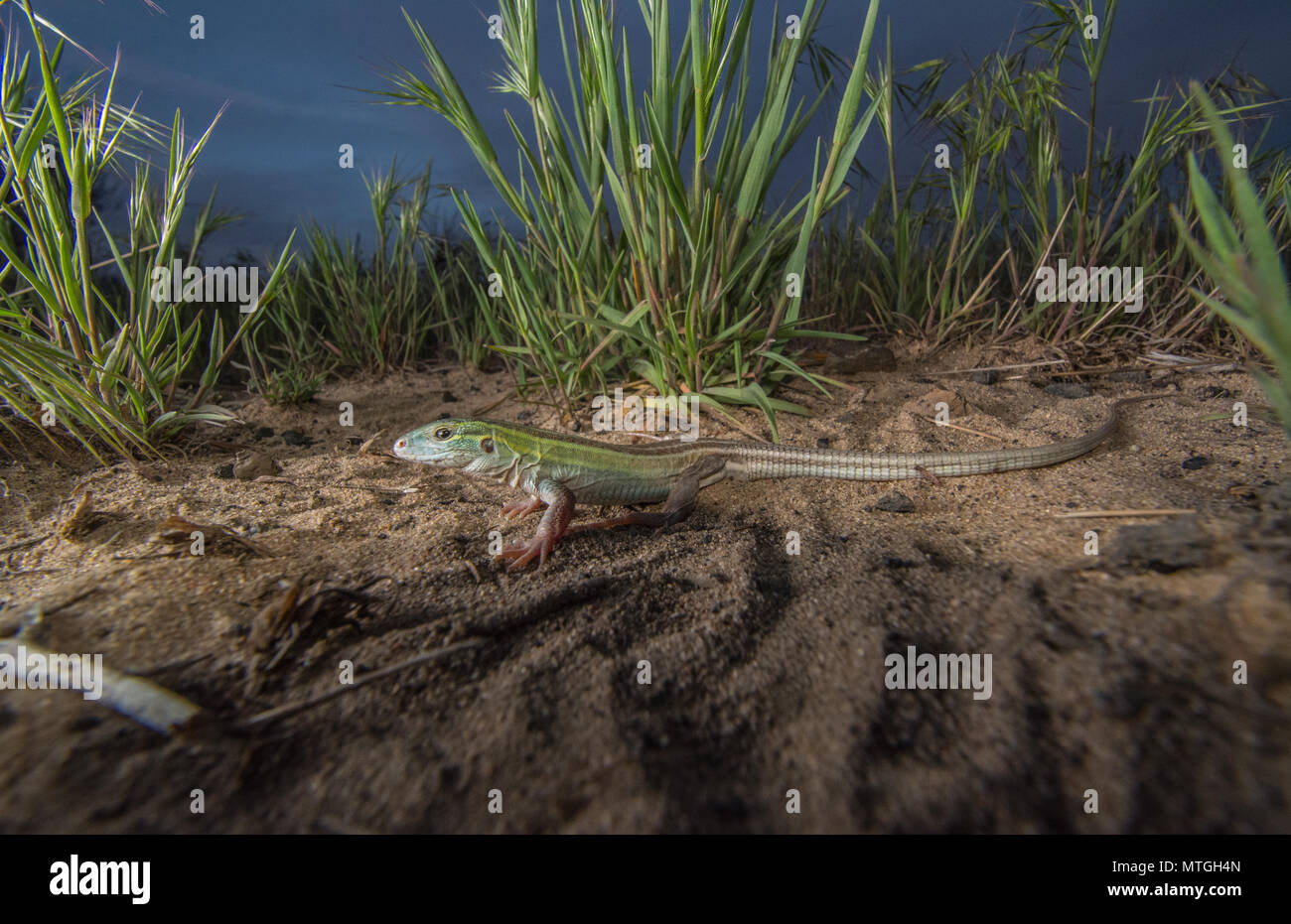 Aspidoscelis sexlineata sexlineata hi-res stock photography and images ...