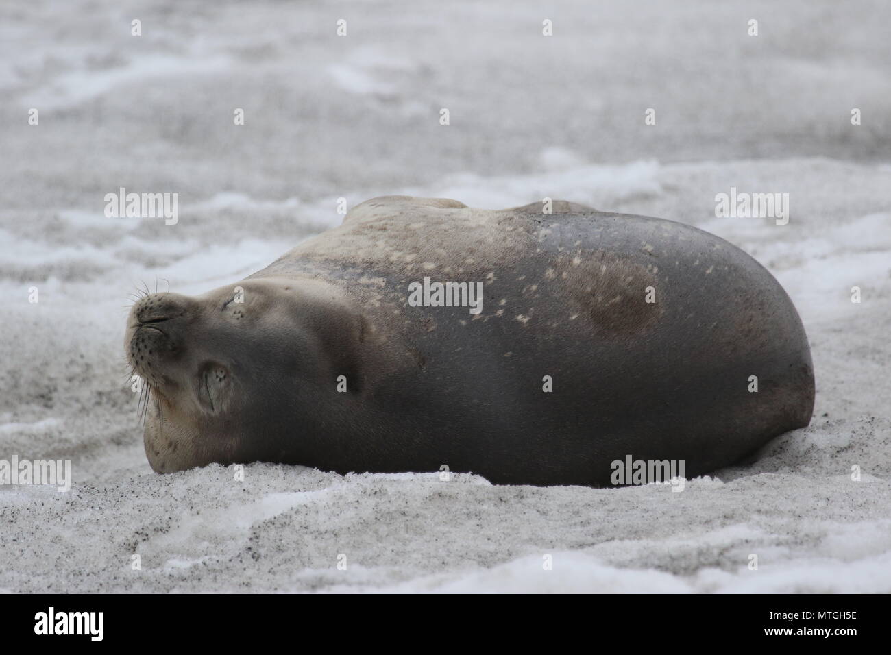 Krill Antarctic High Resolution Stock Photography and Images - Alamy