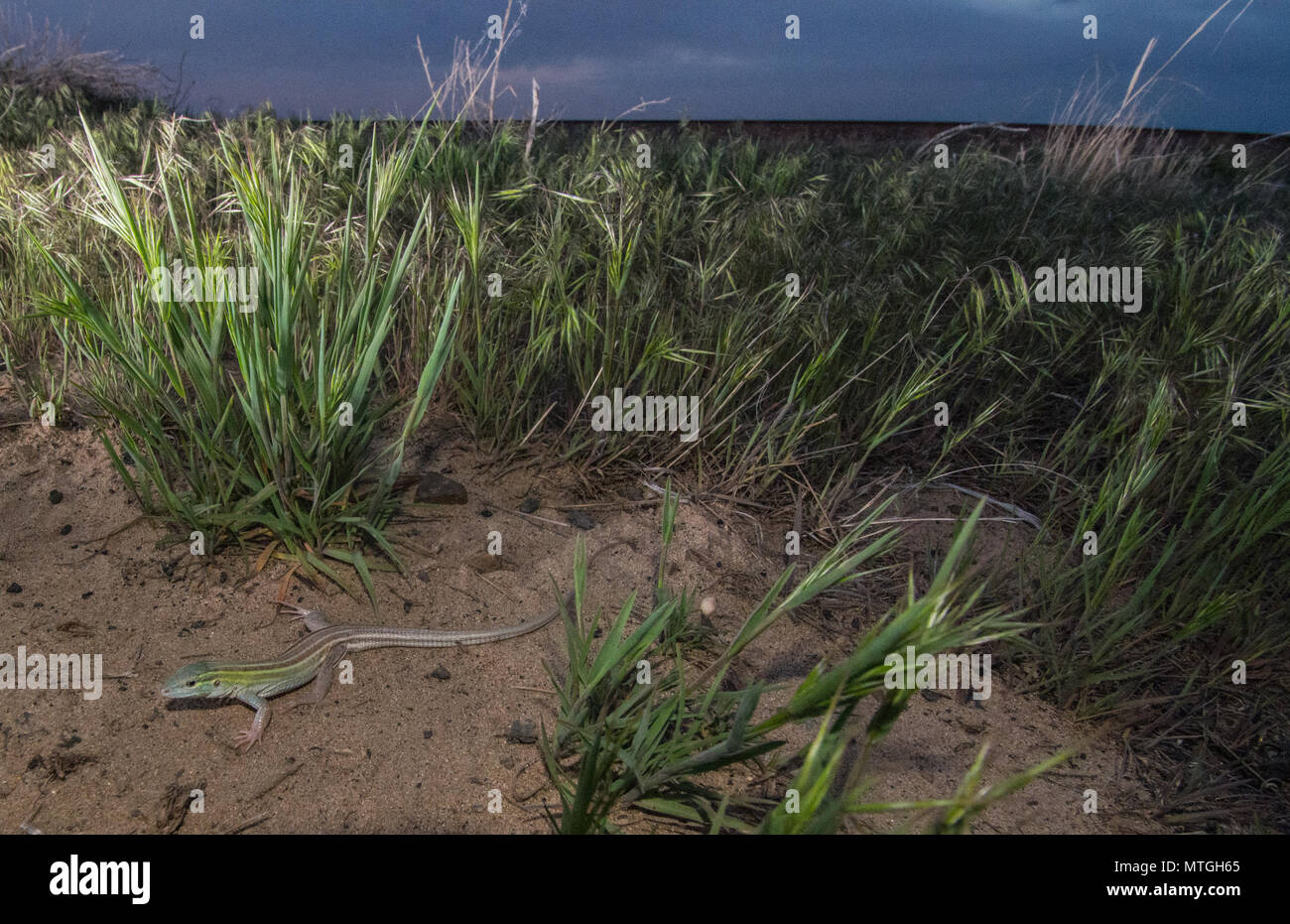 Aspidoscelis sexlineata sexlineata hi-res stock photography and images ...