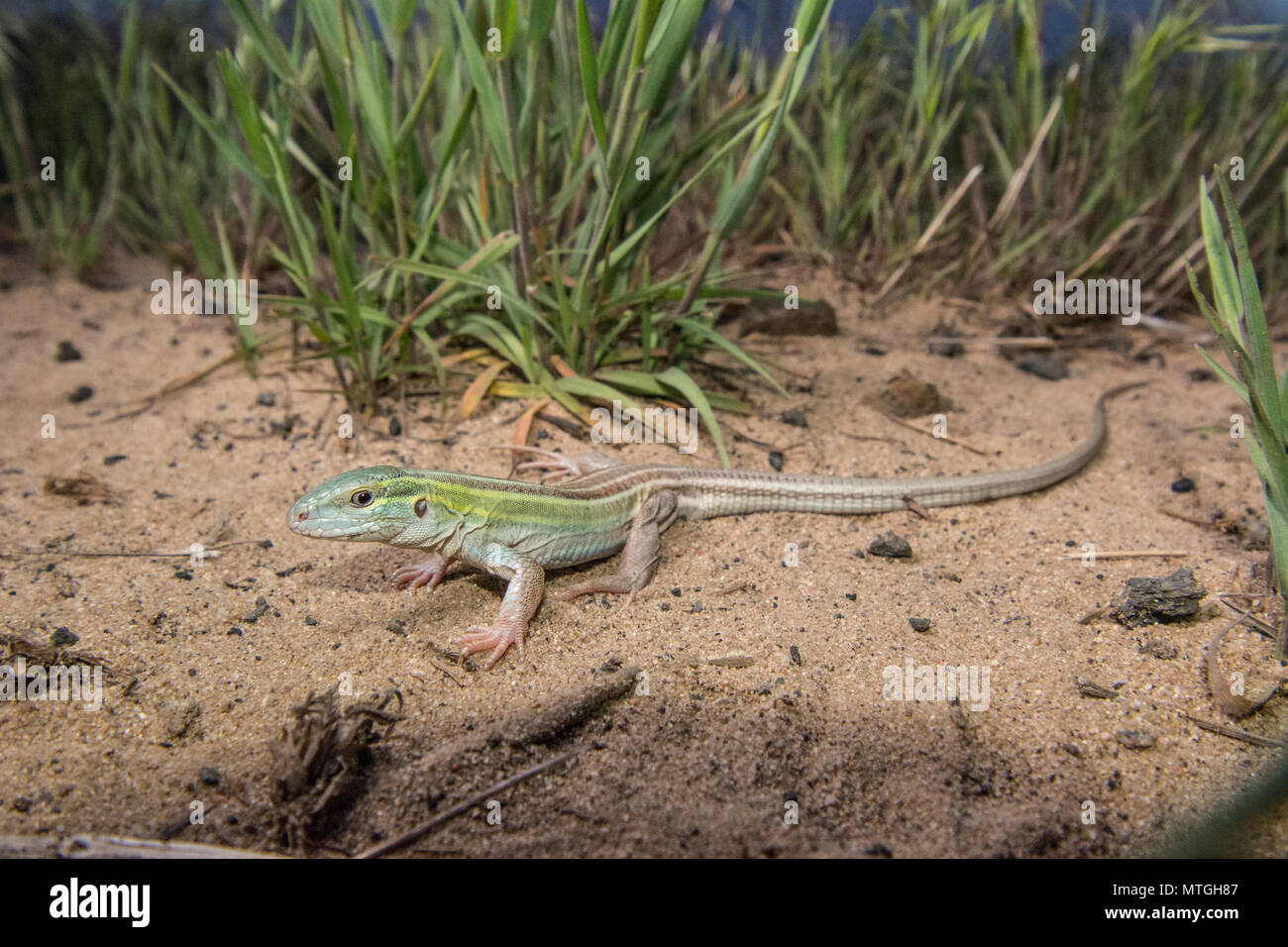 Blue whiptail lizard hi-res stock photography and images - Alamy