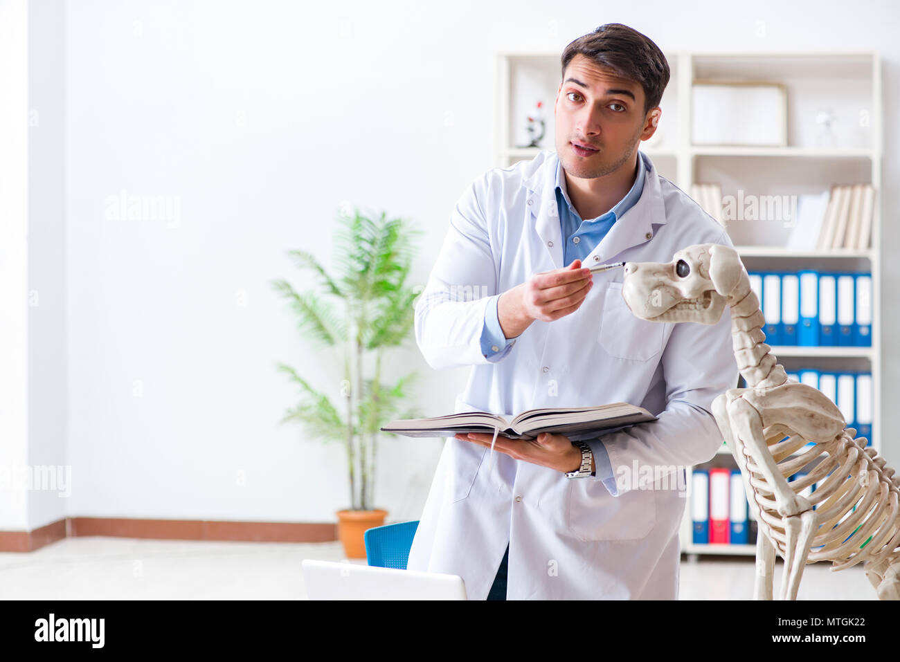 Doctor vet practicing on dog skeleton Stock Photo - Alamy