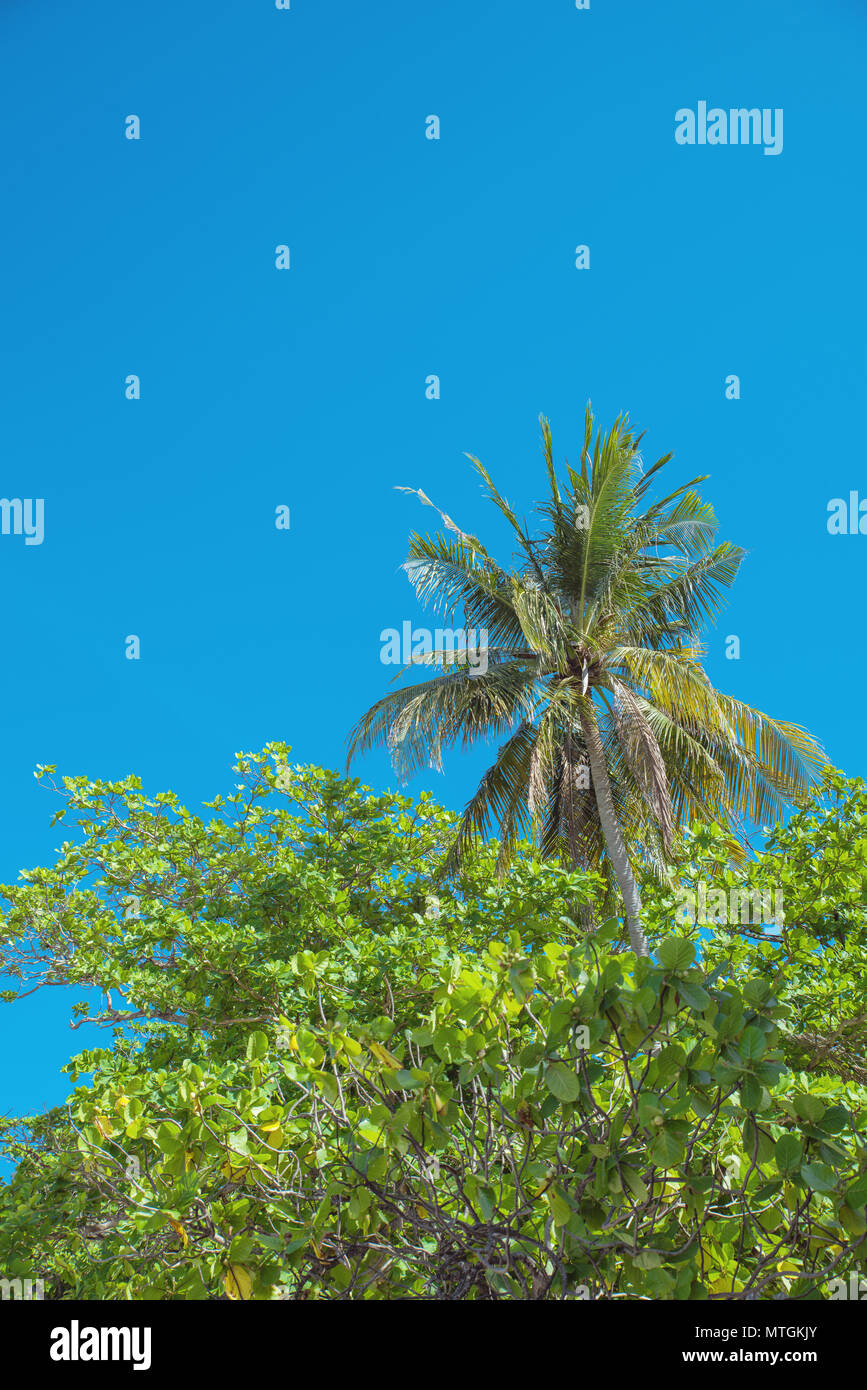 Palm tree flower hi-res stock photography and images - Alamy