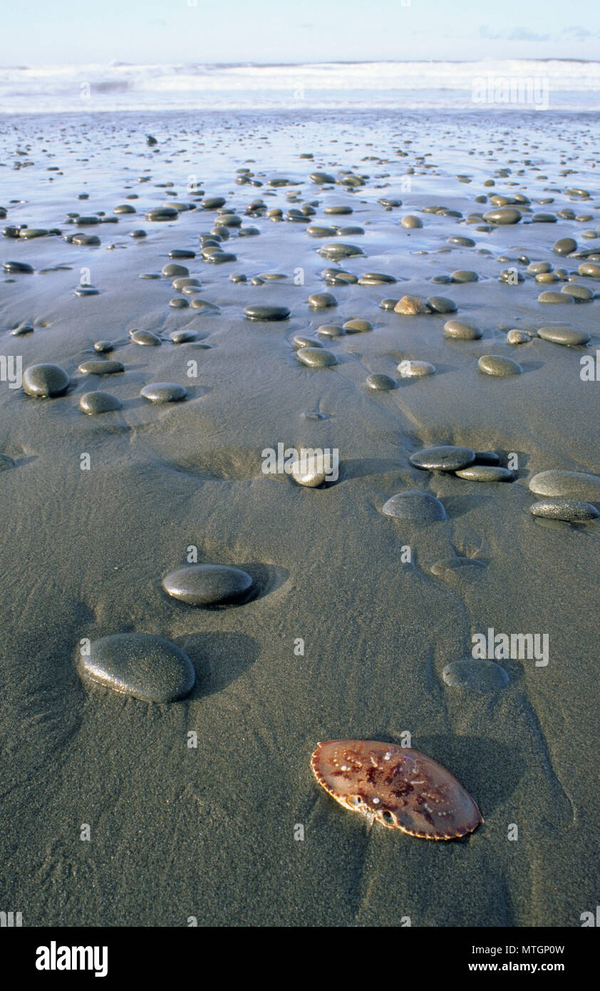 Dungeness crab shell on Beach 2, Olympic National Park, Washington ...
