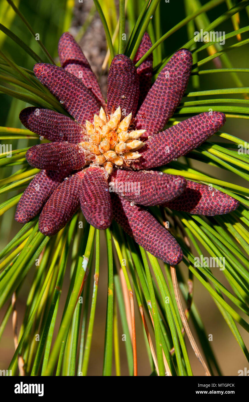 Ponderosa pine male pine cone along Catherine Creek Interpretive Trail ...