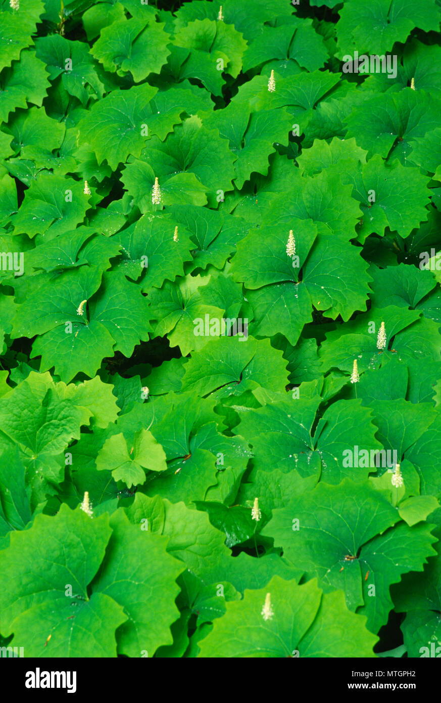 Vanilla leaf along Marymere Falls Trail, Olympic National Park ...
