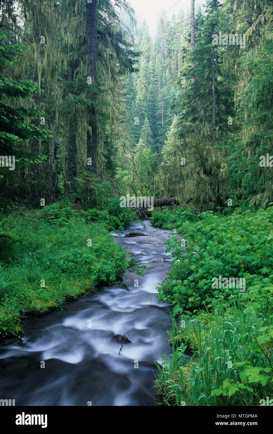 Pomeroy forest hi-res stock photography and images - Alamy