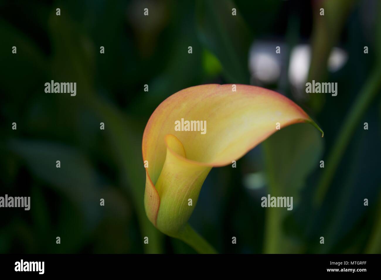 Rare araceae hi-res stock photography and images - Alamy