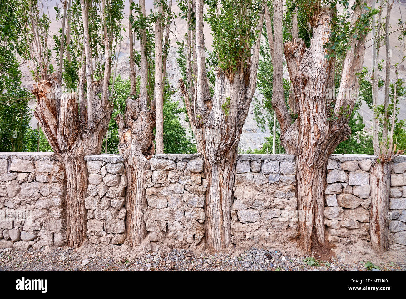 Native trees of india hi-res stock photography and images - Alamy