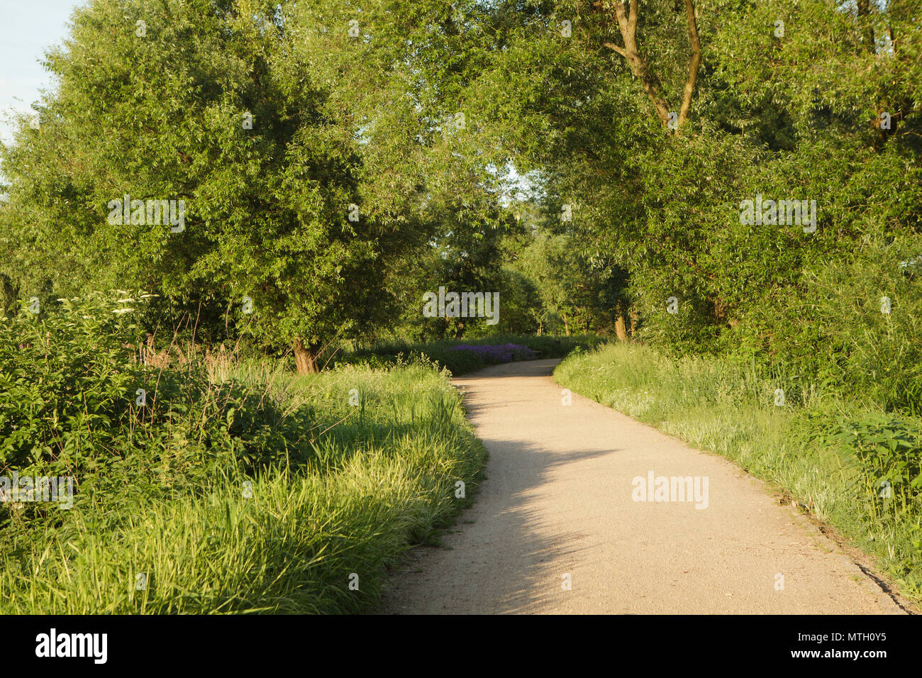 ground road in forest at direct spring sun Stock Photo - Alamy