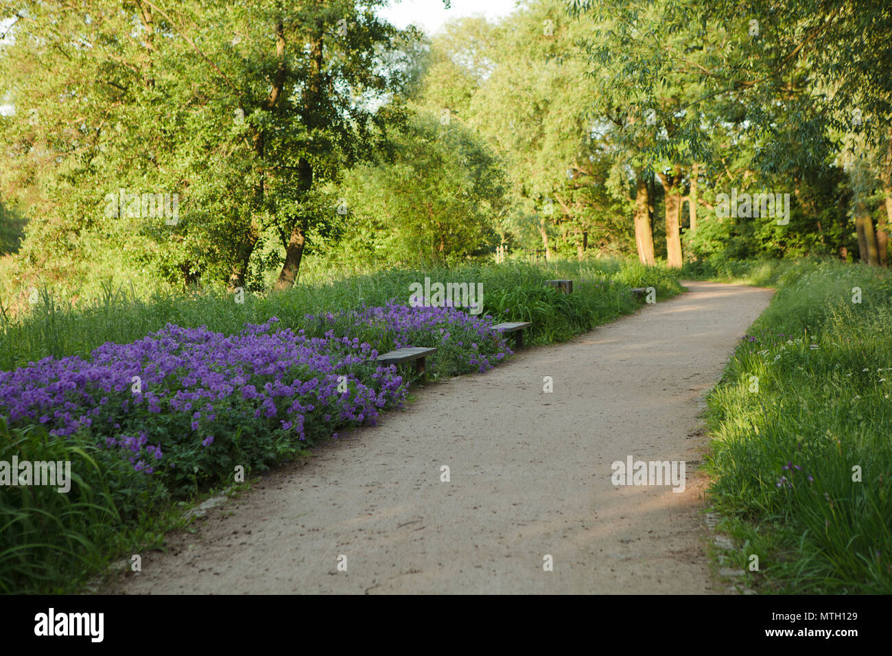 park avenue with violet flowers in spring evening light Stock Photo - Alamy