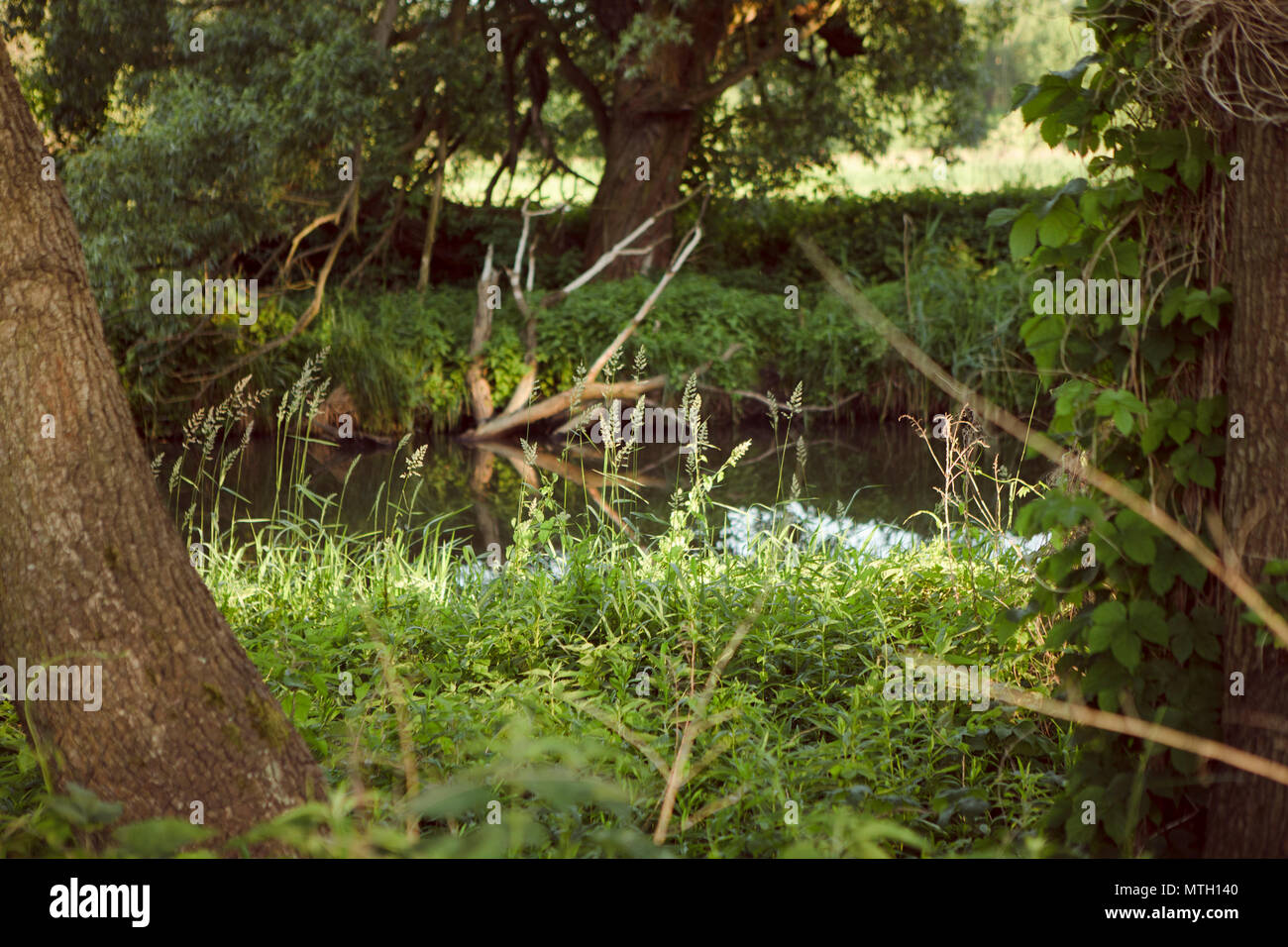 Stream with trees and grass hi-res stock photography and images - Alamy