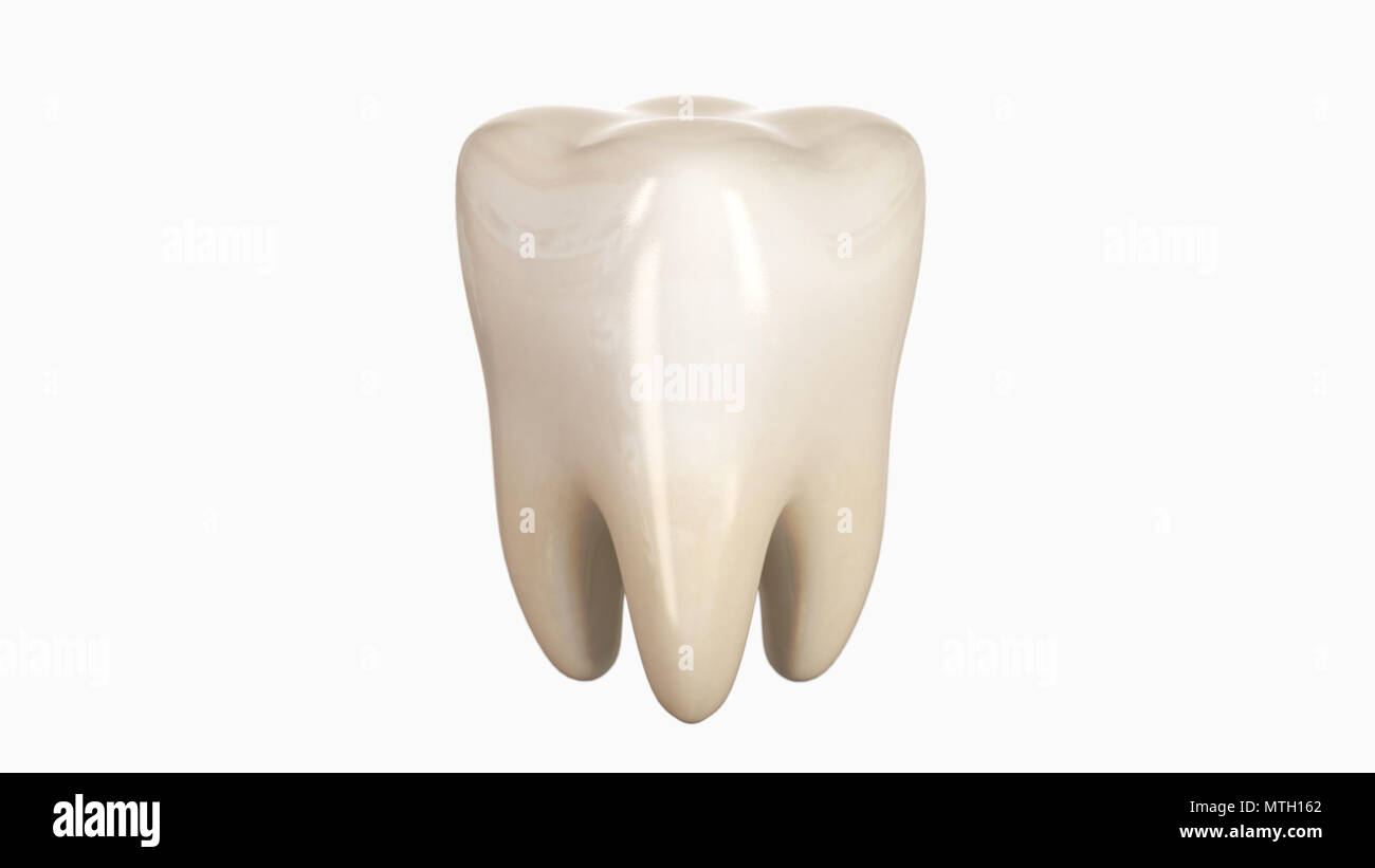 Anatomy of a healthy human tooth Cut Out Stock Images & Pictures - Alamy