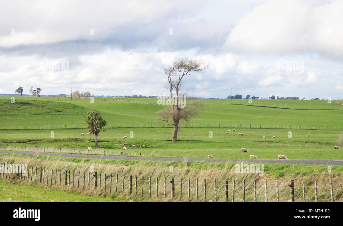Rural lifestyle new zealand hi-res stock photography and images - Alamy