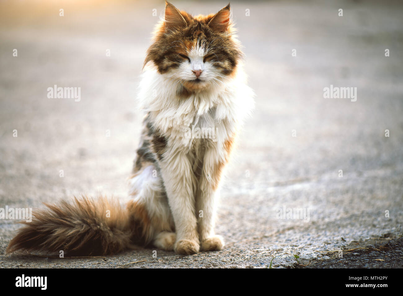 Cat crouched hi-res stock photography and images - Alamy