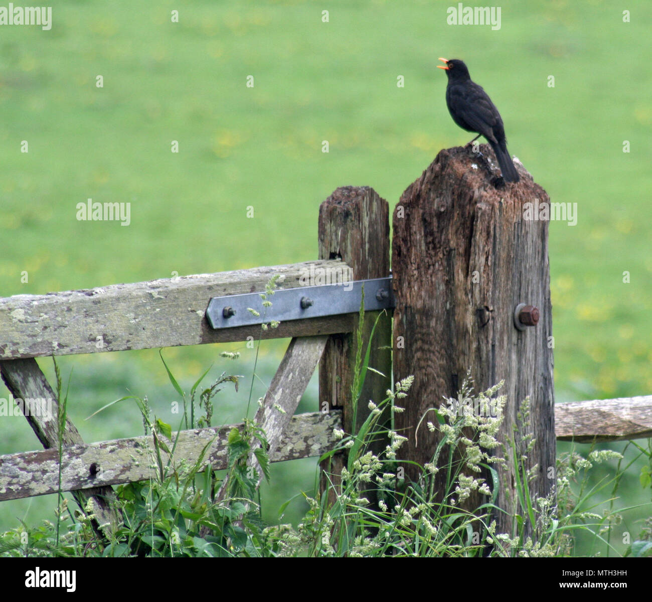 Blackbird on a gate hi-res stock photography and images - Alamy