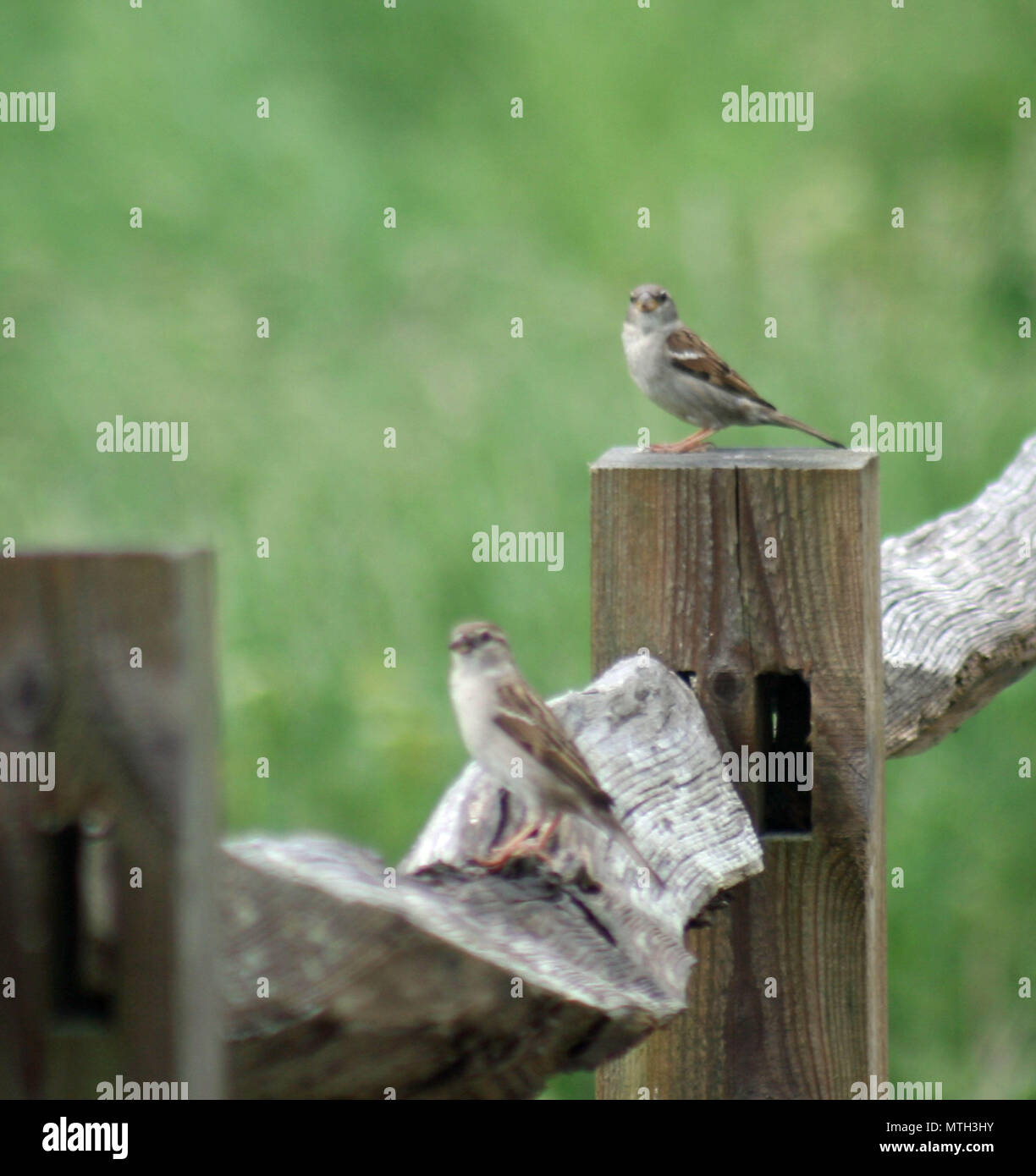 Sparrows on a fence rail Stock Photo - Alamy